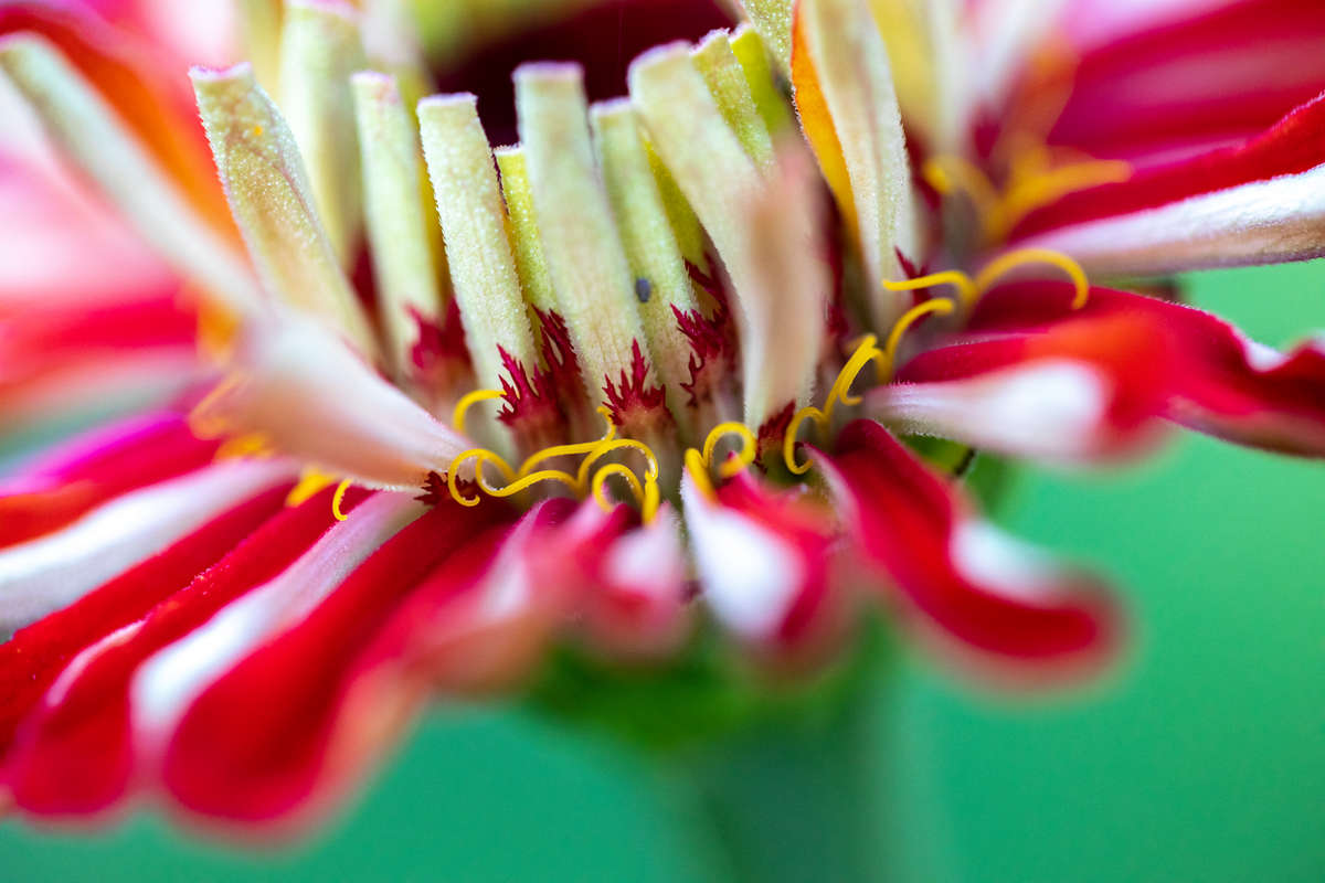 Exploring Pollinator Pathways with Walker Art Center - Newsroom ...