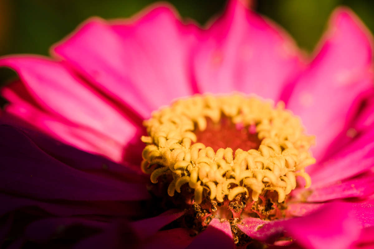 Exploring Pollinator Pathways with Walker Art Center - Newsroom ...