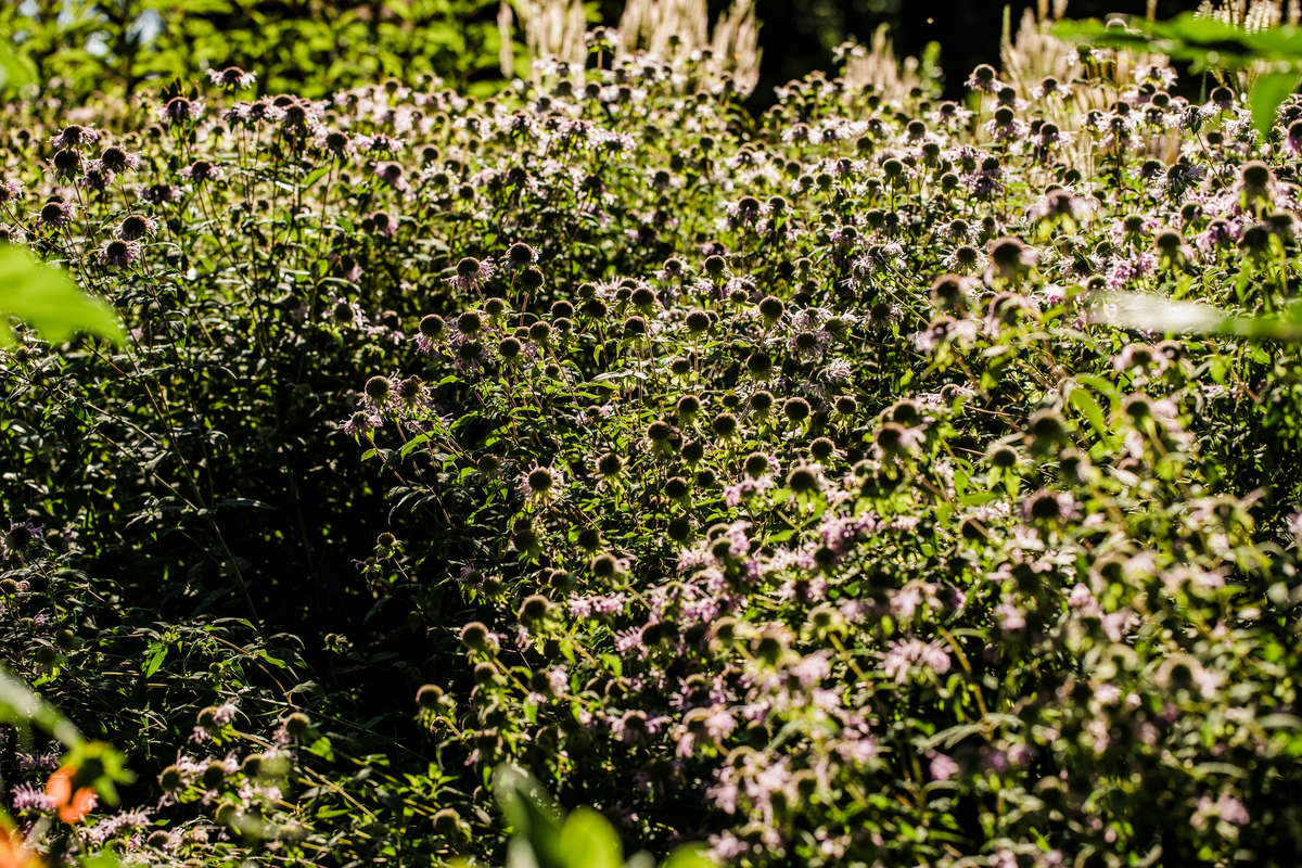 Exploring Pollinator Pathways with Walker Art Center - Newsroom ...