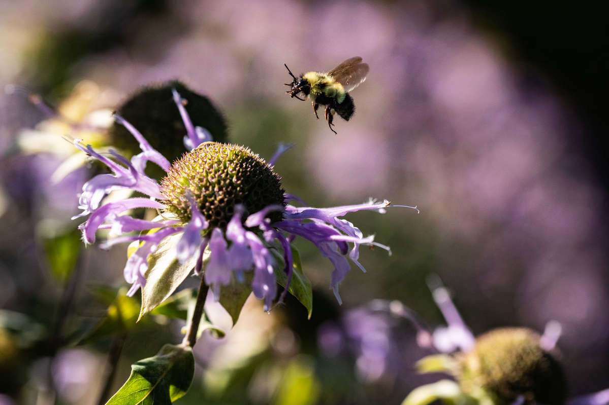 Exploring Pollinator Pathways with Walker Art Center - Newsroom ...