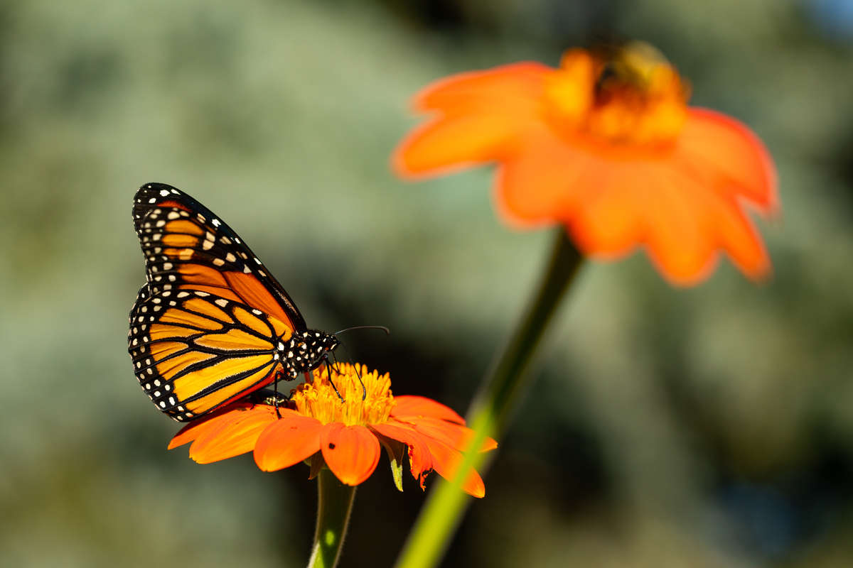 Exploring Pollinator Pathways with Walker Art Center - Newsroom ...