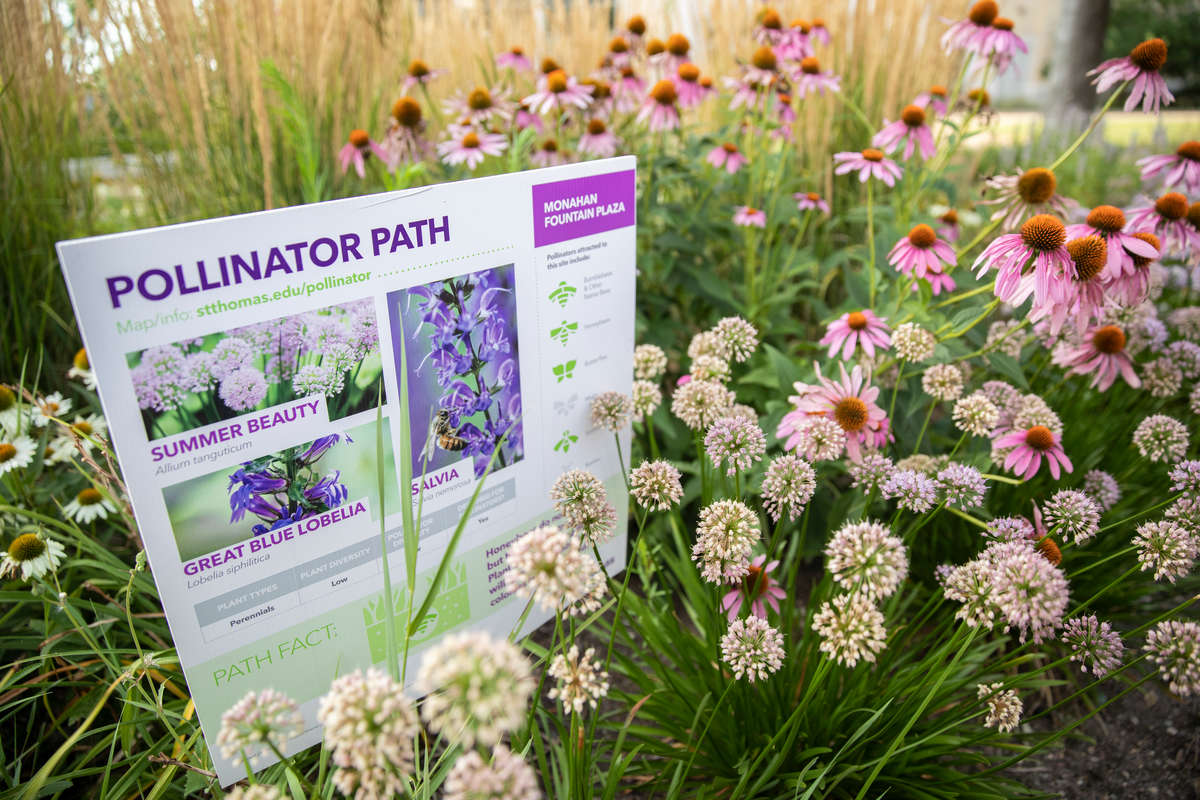 Exploring Pollinator Pathways with Walker Art Center - Newsroom ...