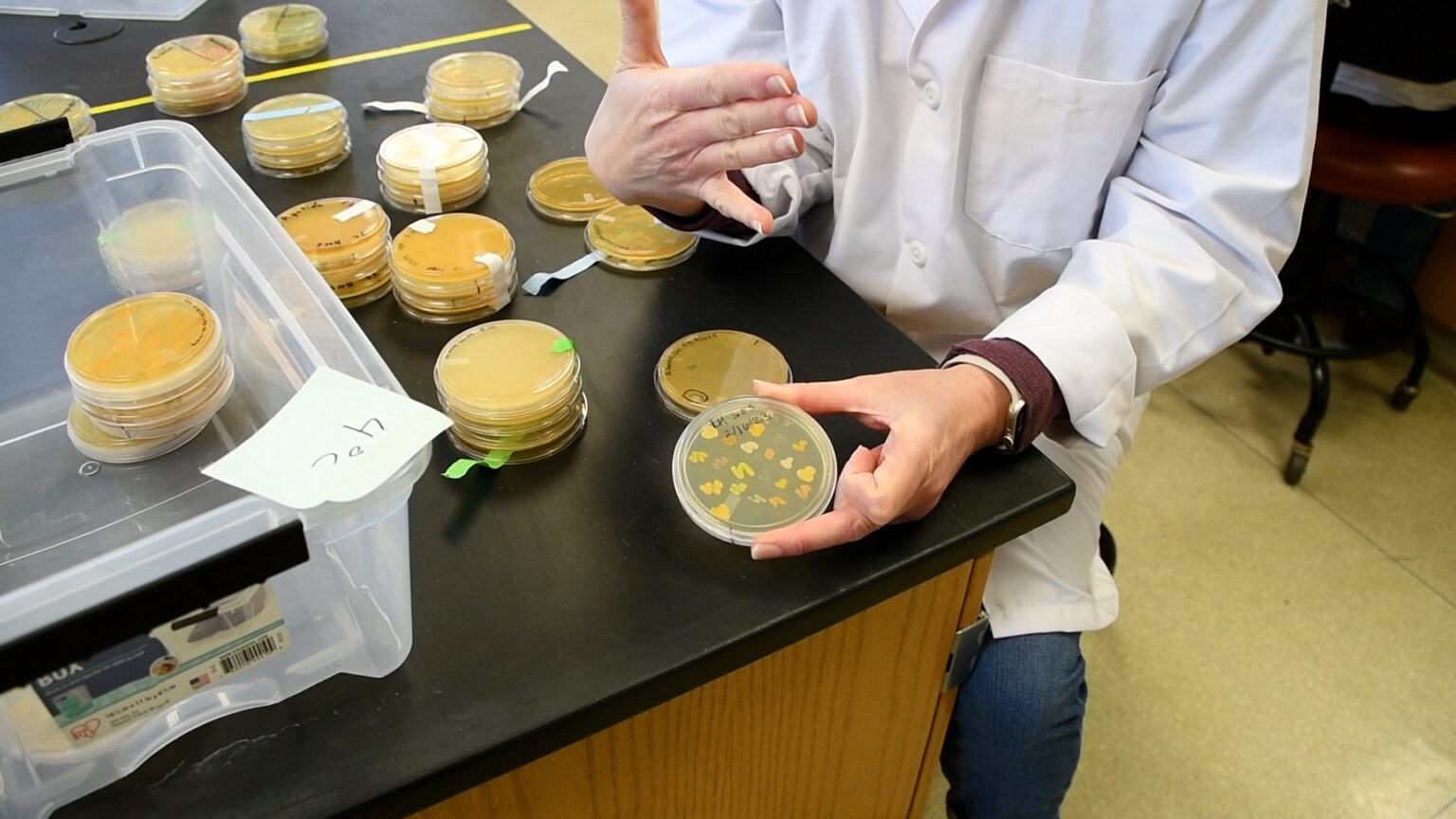 Digging for Answers: Microbiology Research Tackles Antibiotic ...